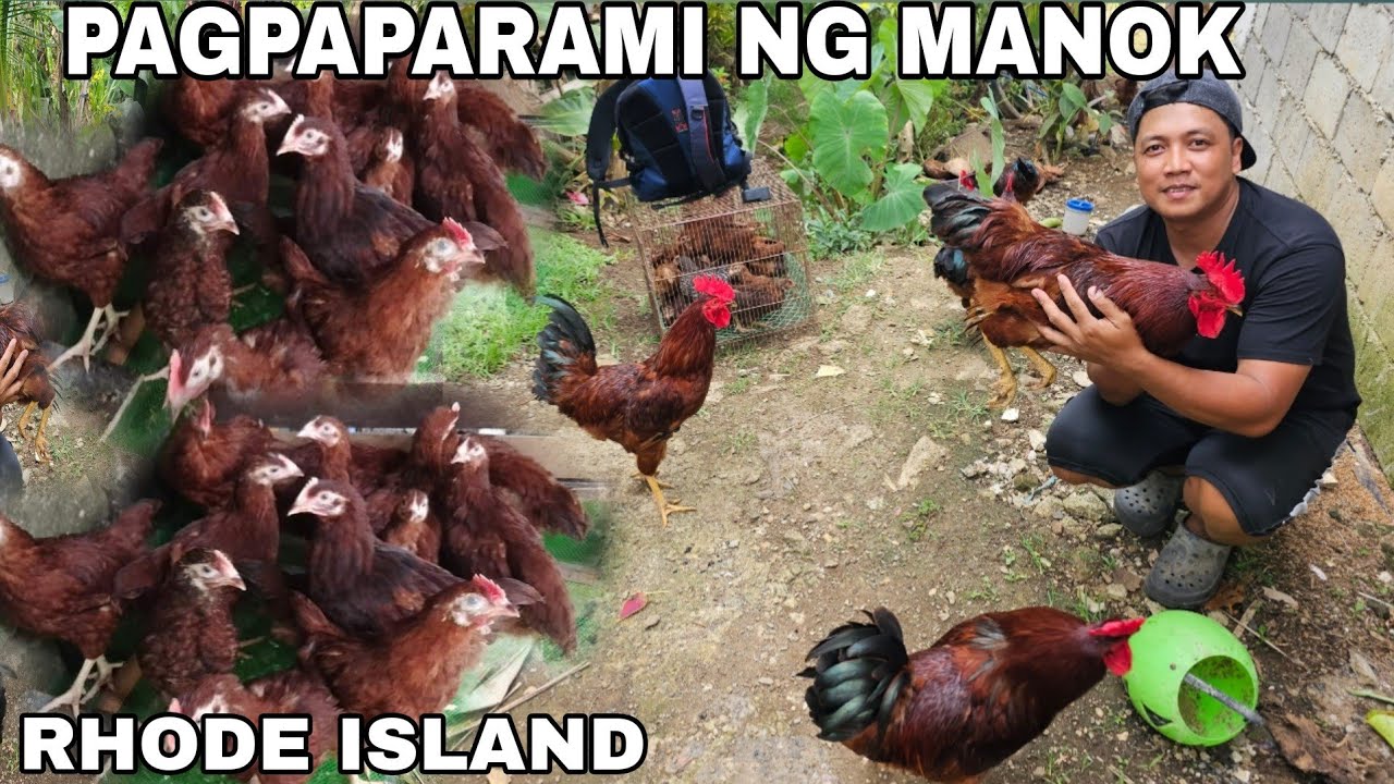 Update sa manok Pagpaparami ng manok sa bukid Rhode island - YouTube