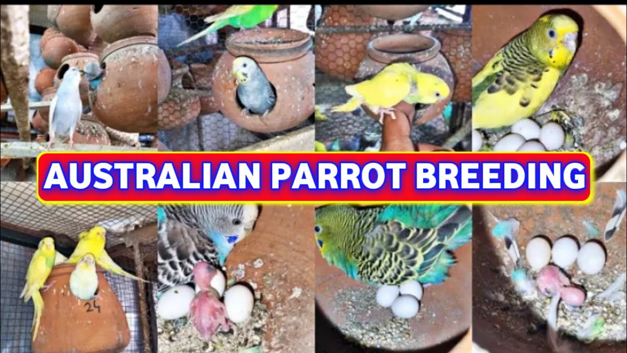 australian tote | australian parrot breeding | parrot breeding setup ...