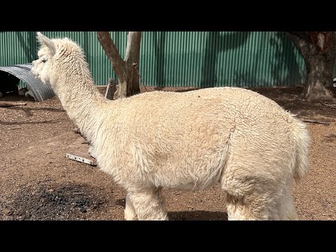 Animal Lovers, You Can’t Miss This! 🐾 Hahndorf Farm Barn Tour🫠🦌🐐 - YouTube