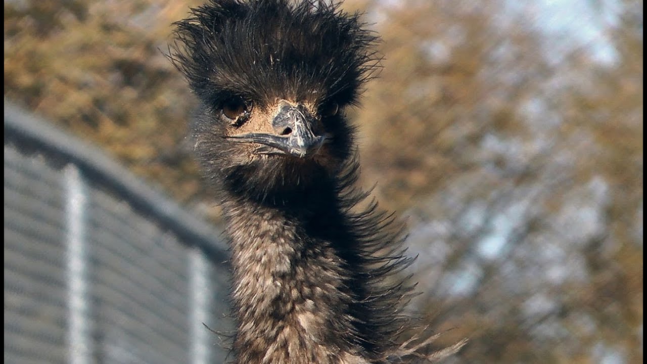 My pet Emu & Ostrich on a warm peaceful day - YouTube