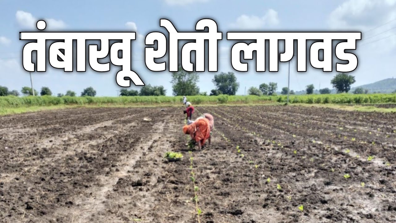 तंबाखू शेती | तंबाखू लागवड कशी करावी | tambaku sheti | तंबाखू शेती मधून ...