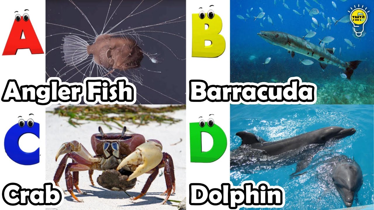 ABC Sea Animals song | Learn Alphabets | English and Animals for Kids ...