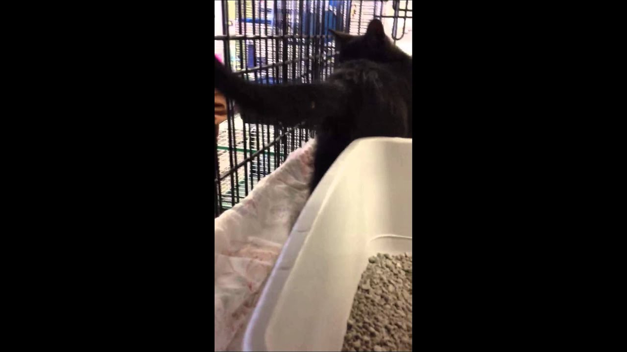 Rescue cat at pet store - YouTube