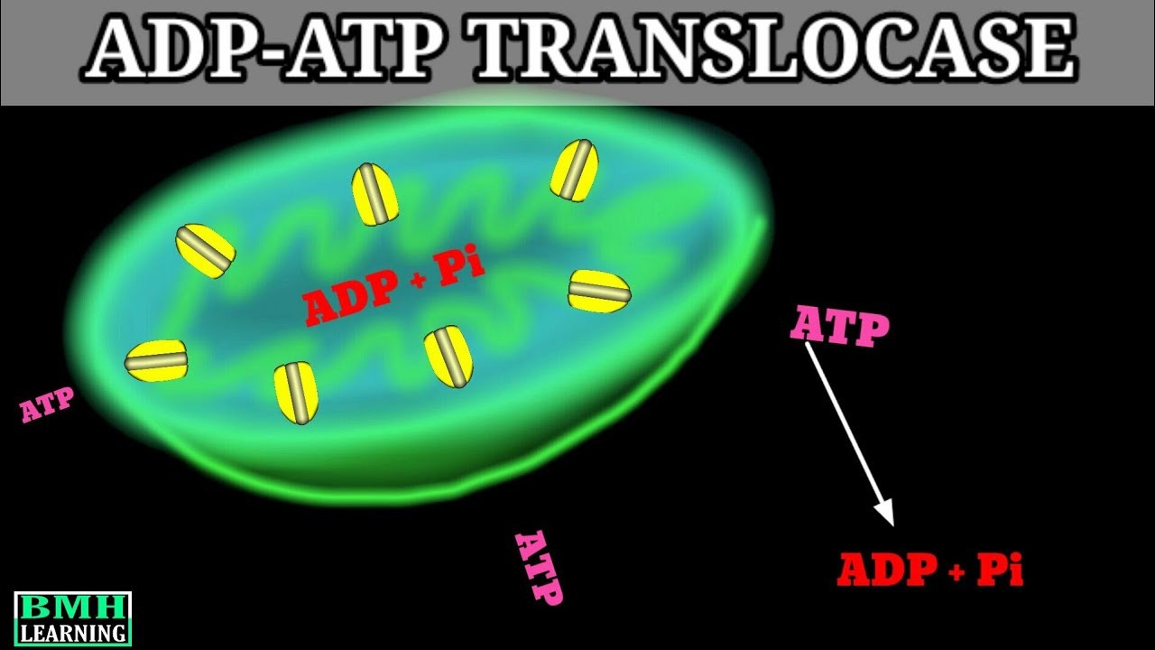 Adenine Nucleotide Translocator | ADP-ATP Translocase | - YouTube