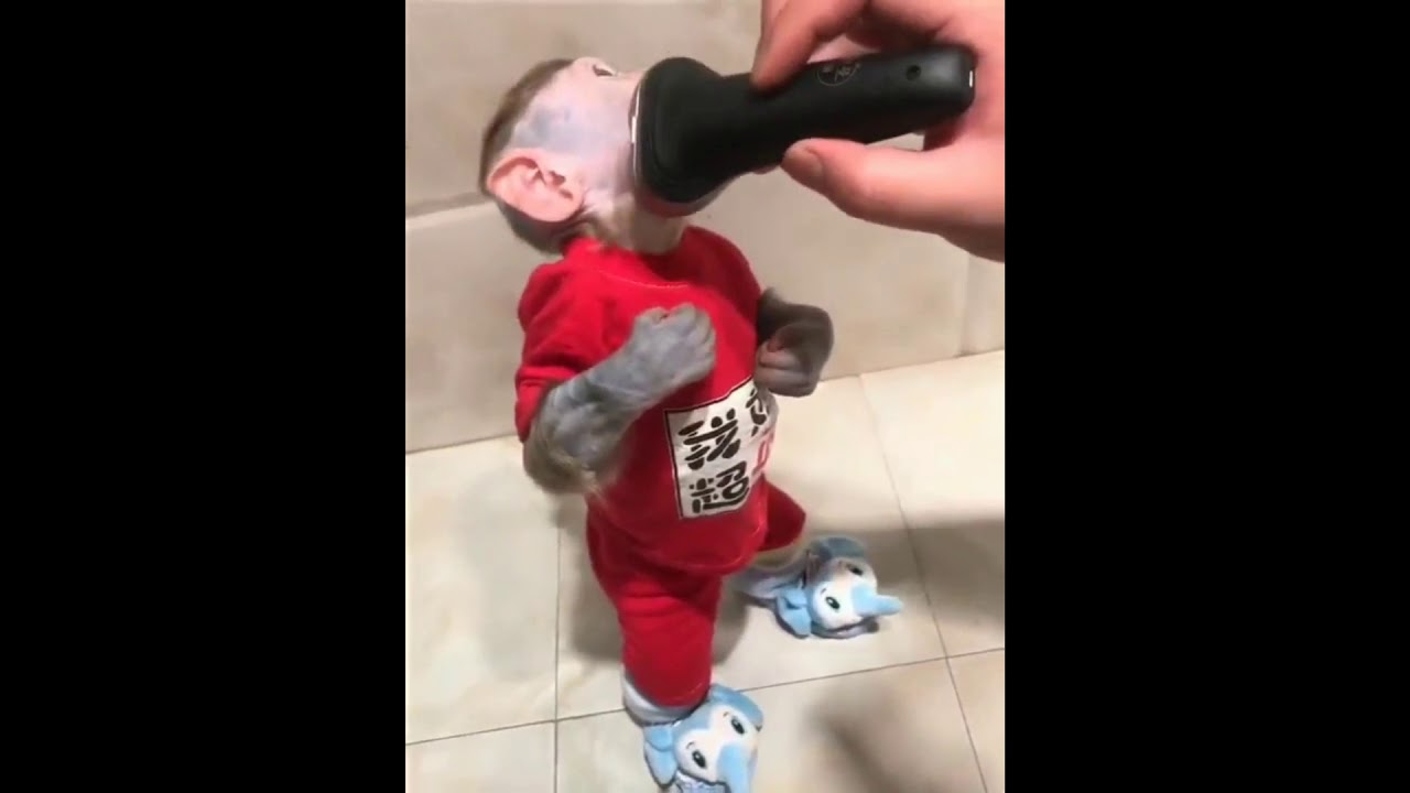 Monkey Shave - YouTube