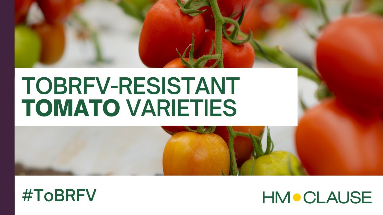 Launching first Tomato Brown Rugose Fruit Virus resistant tomato ...