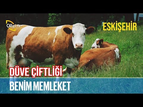 Yıllık Maliyetini Duyunca Şok Olacaksınız! -Çiftçi TV