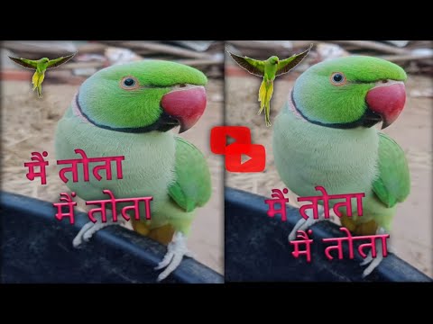 cute parrot made so cute 🥰 Tota video - YouTube
