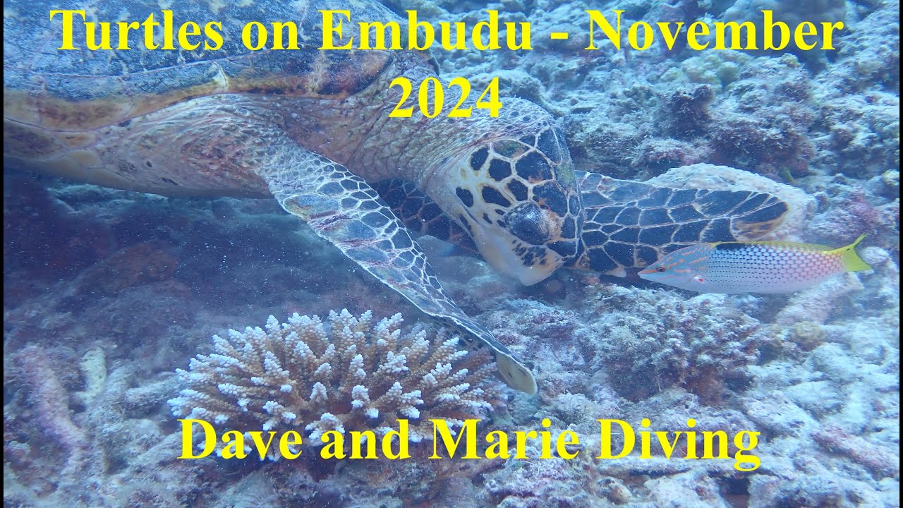Turtles on Embudu Reef, November 2024 - YouTube