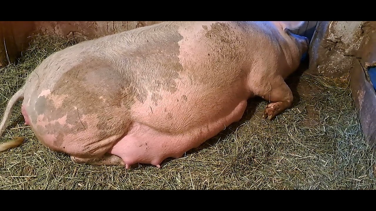 scroafa inaite cu 2h sa fete! - YouTube