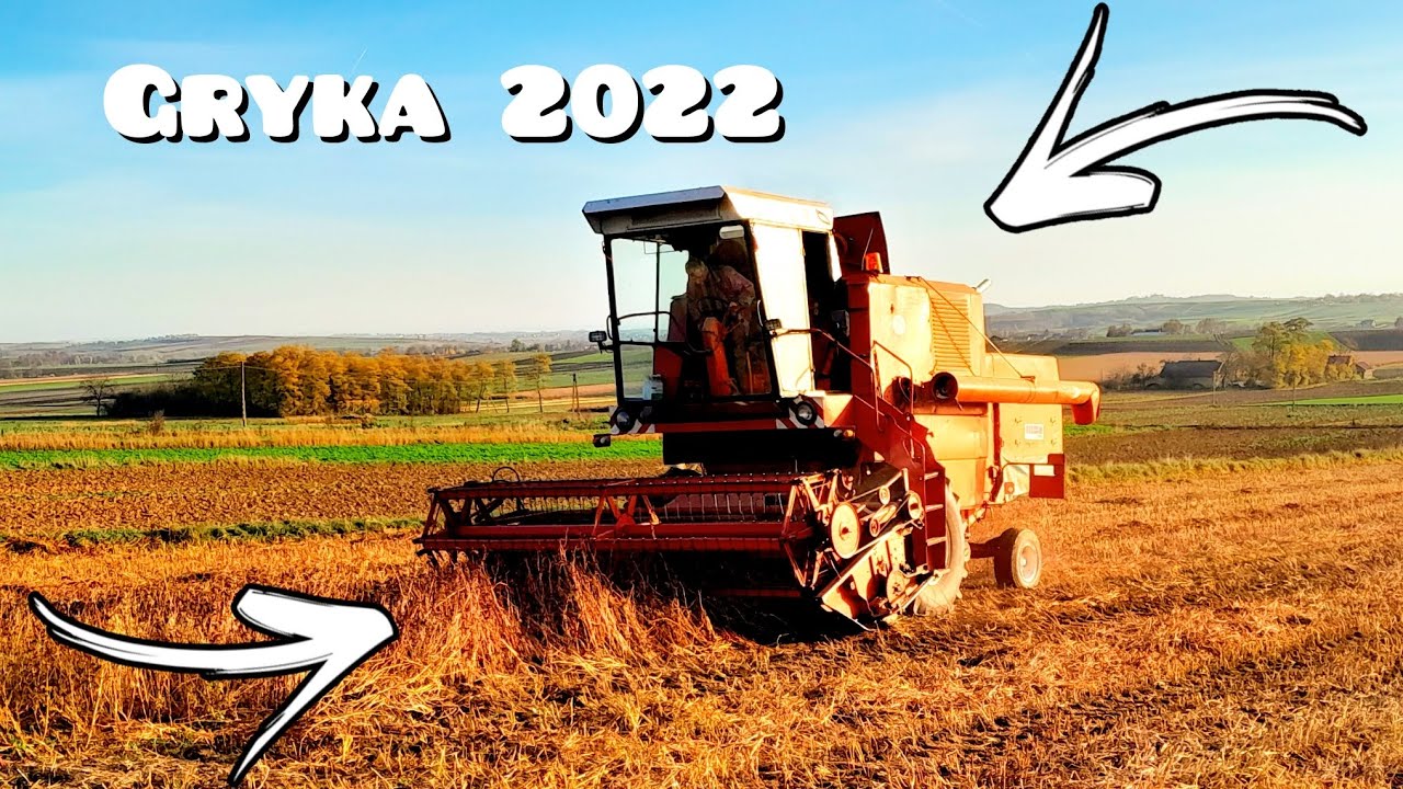 Żniwa w listopadzie 🔥 zbiór gryki 2022🔥 - YouTube