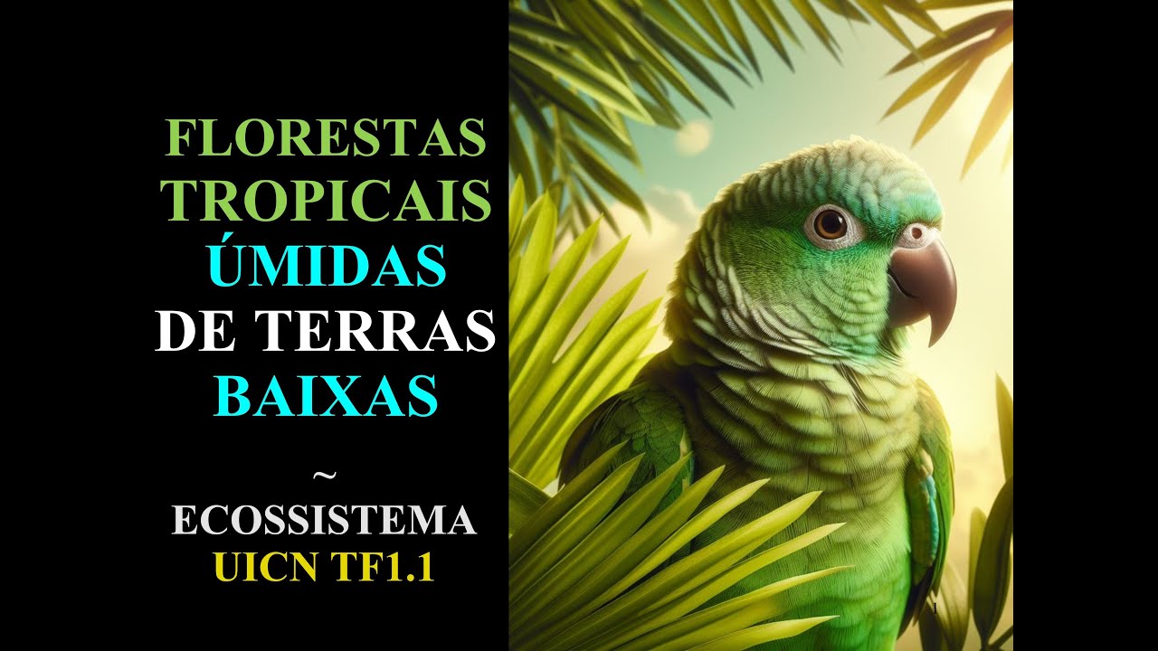 Florestas Tropicais Úmidas de Terras Baixas / Florestas Ombrófilas ...