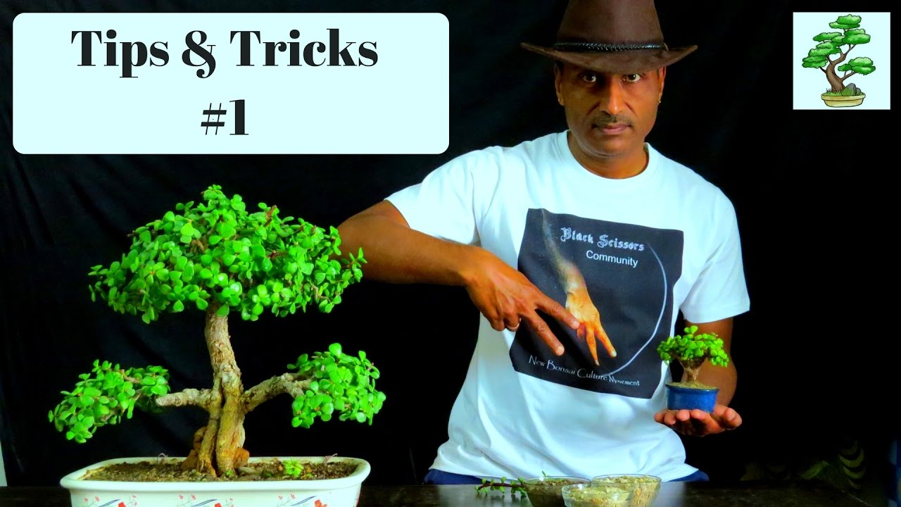 bonsai-jade-bonsai-how-to-make-jade-plant-bonsai-jade-bonsai-how-to
