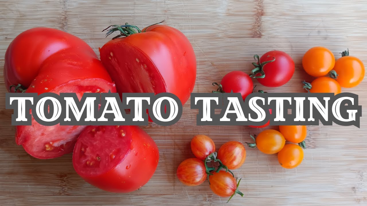 Tomato Taste Test: Rating 7 Delicious Varieties! 🍅 - YouTube