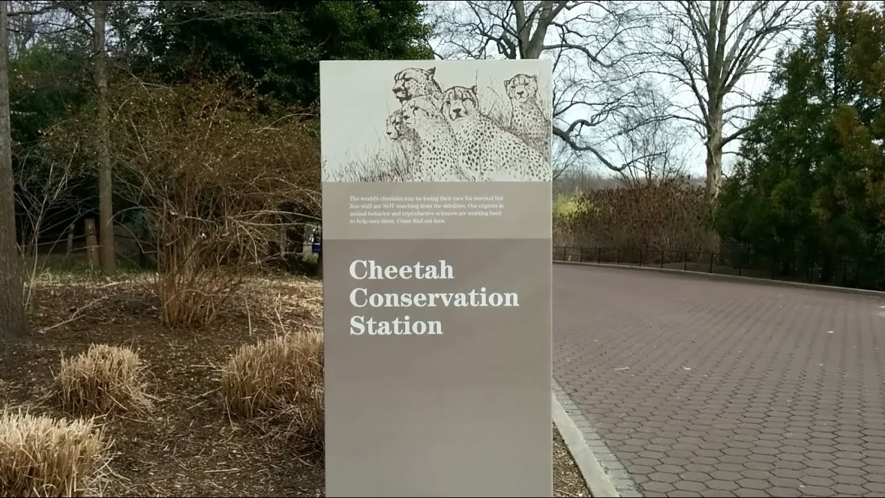 Cheetah Conservation Station exhibit at the Smithsonian National Zoo ...