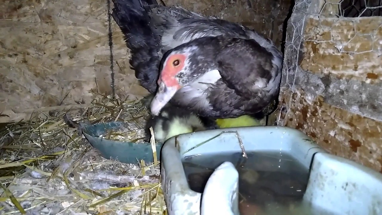 Muscovy duckling playing in dish 03 - YouTube