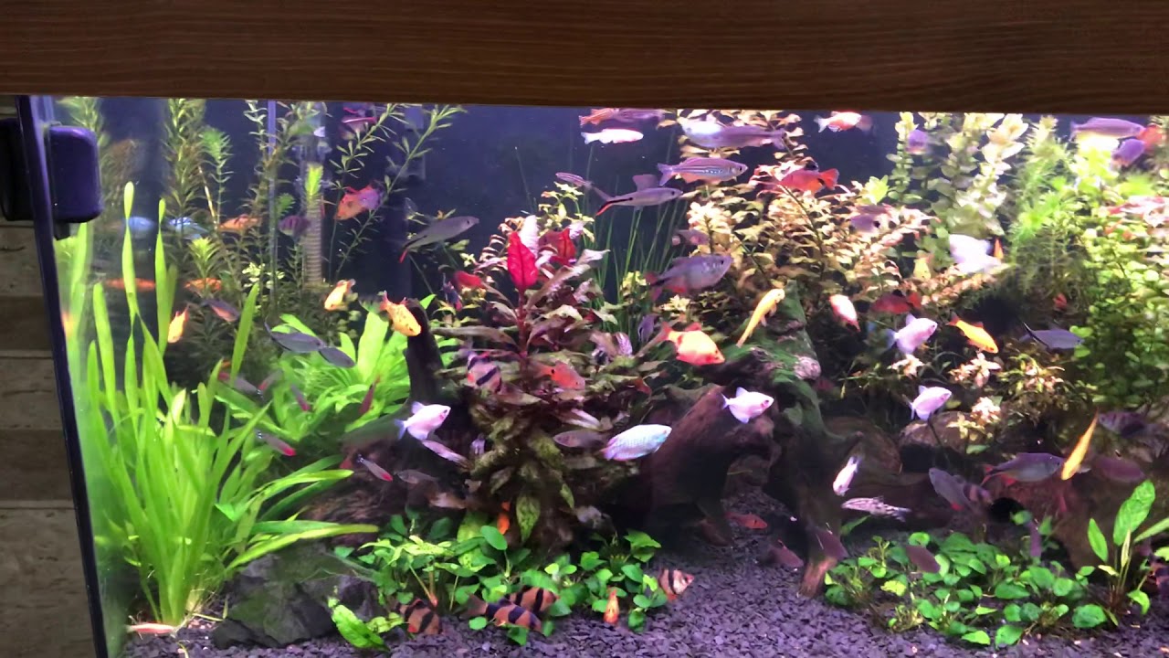 Aquário Plantado 200 Litros - YouTube