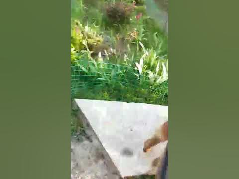 Ольф и Леона - YouTube