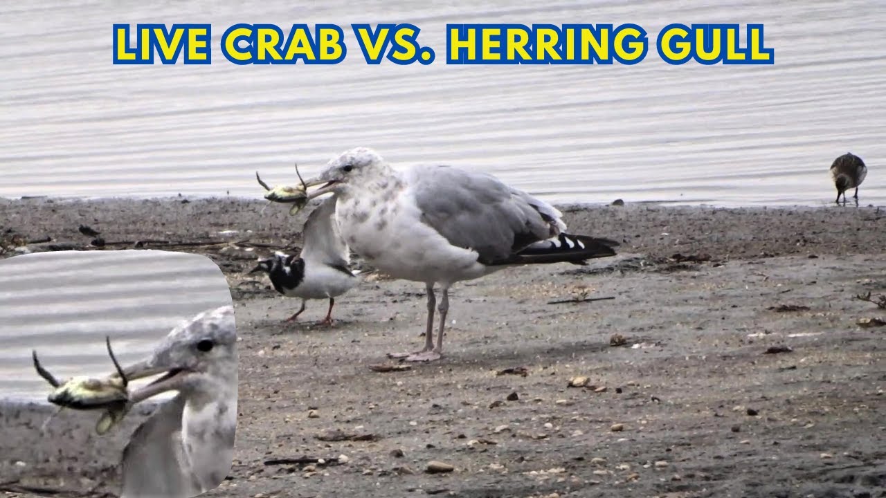 Watch a Herring Gull Rip Apart a Crab For Breakfast - YouTube