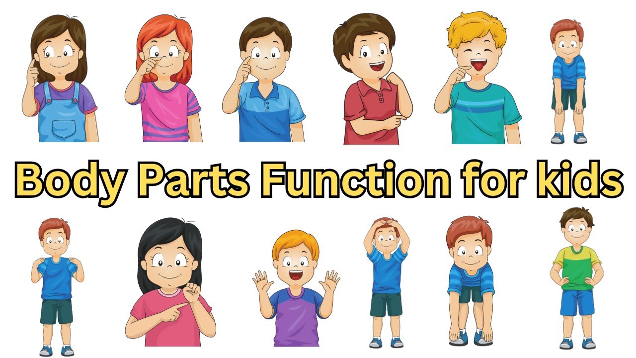 Learn Your Body Parts And Their Function Body Parts Vocabulary Kids learn-your-body-parts-and-their-function-body-parts-vocabulary-kids