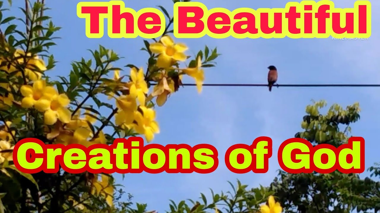 The Beautiful Creations of God - YouTube