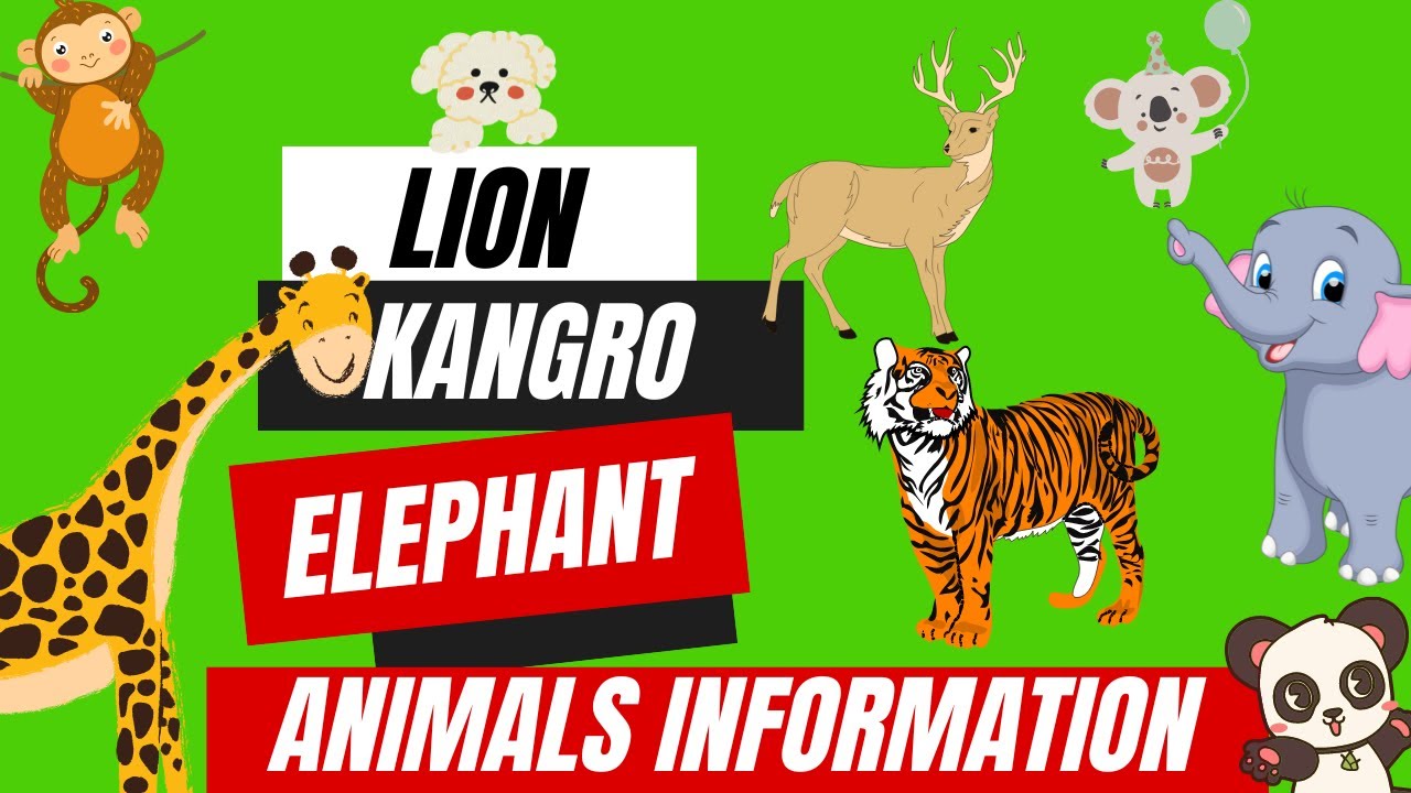 Animals basic information for Kids Toddlers and Babies to Learn in ...