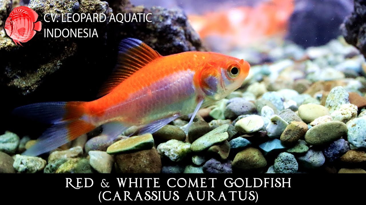 Red & White Comet Goldfish. The most POPULAR goldfish! (Leopard Aquatic ...