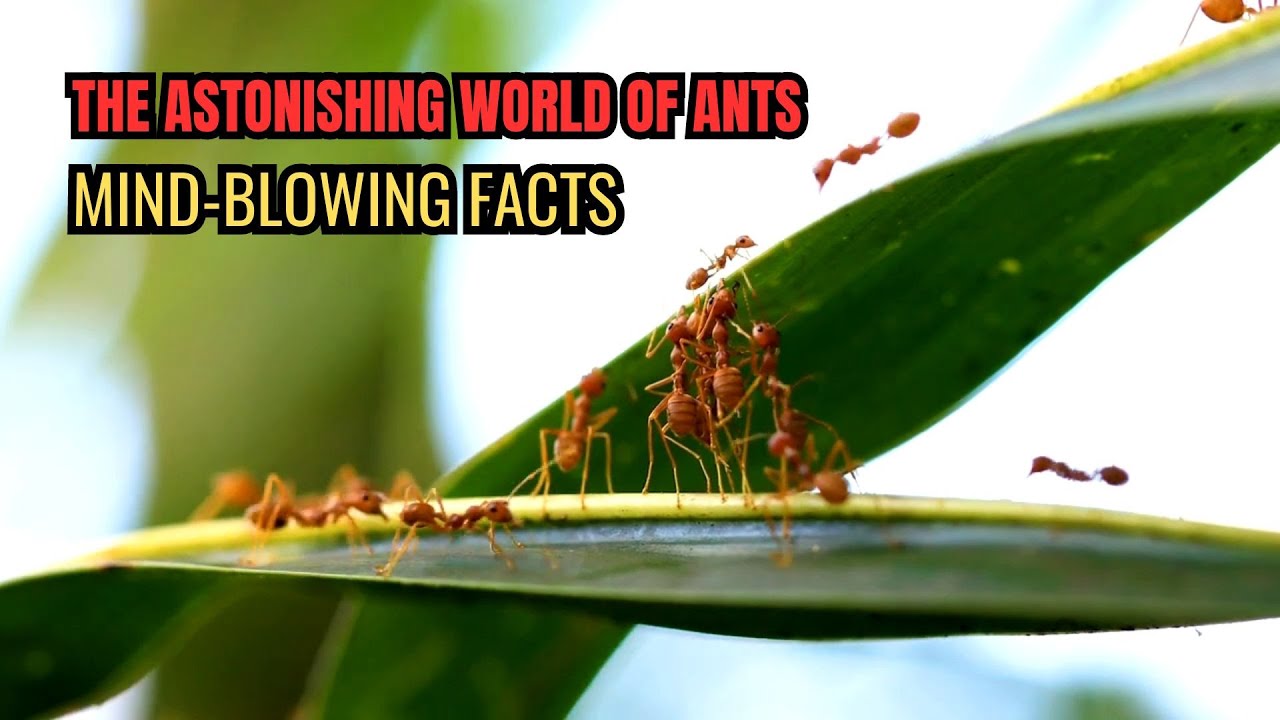 The Astonishing World of Ants: Nature's Tiny Wonders - YouTube