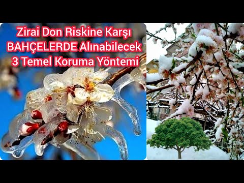 Zirai Don Riskine Karşı BAHÇELERDE Alınabilecek Koruma Yöntemleri🌳Ağaçları Soğuktan Koruma Yolları