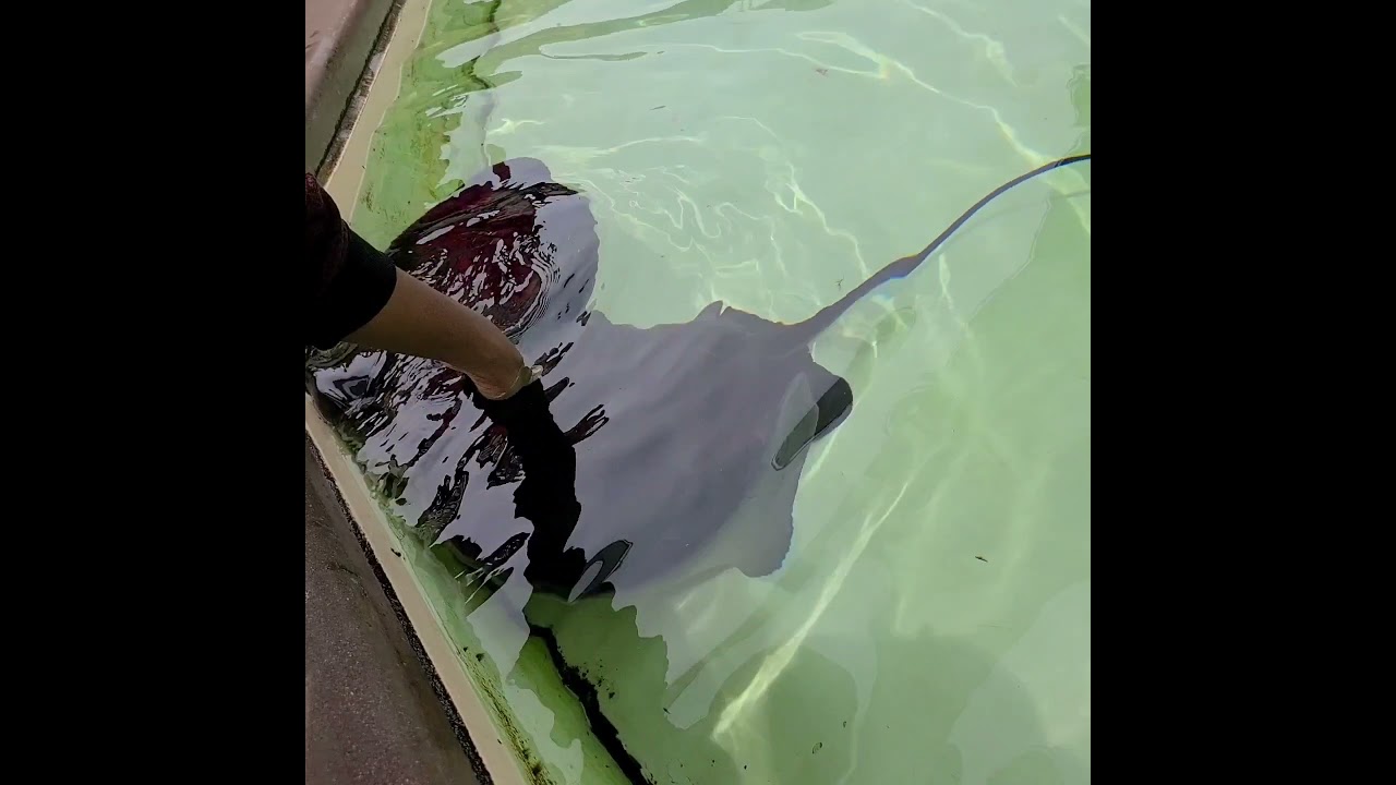 Manta Rays Petting Zoo at SeaWorld San Diego California #shorts - YouTube
