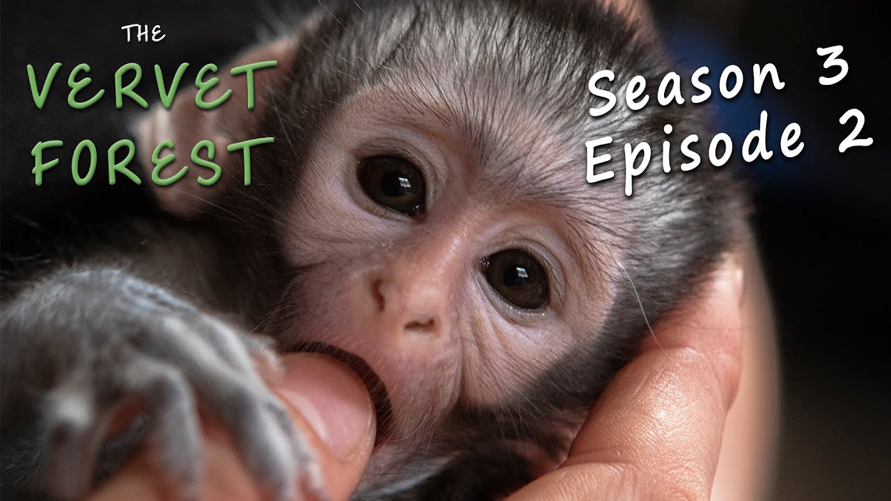 Orphan Baby Monkey Dobby Moves to Disneyland - YouTube