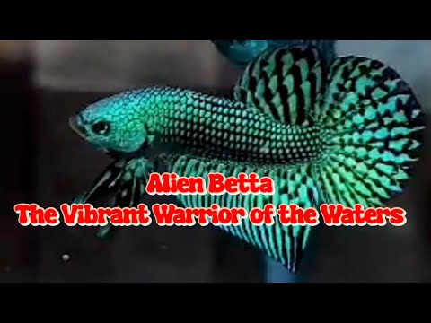 Alien Betta: The Vibrant Warrior of the Waters by Hellboy Bettas - YouTube