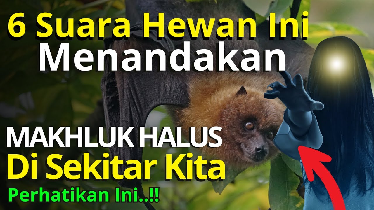 **6 Hewan Ini Menandakan Adanya Makhluk Halus Disekitar Kita 🕵️‍♂️👻 ...