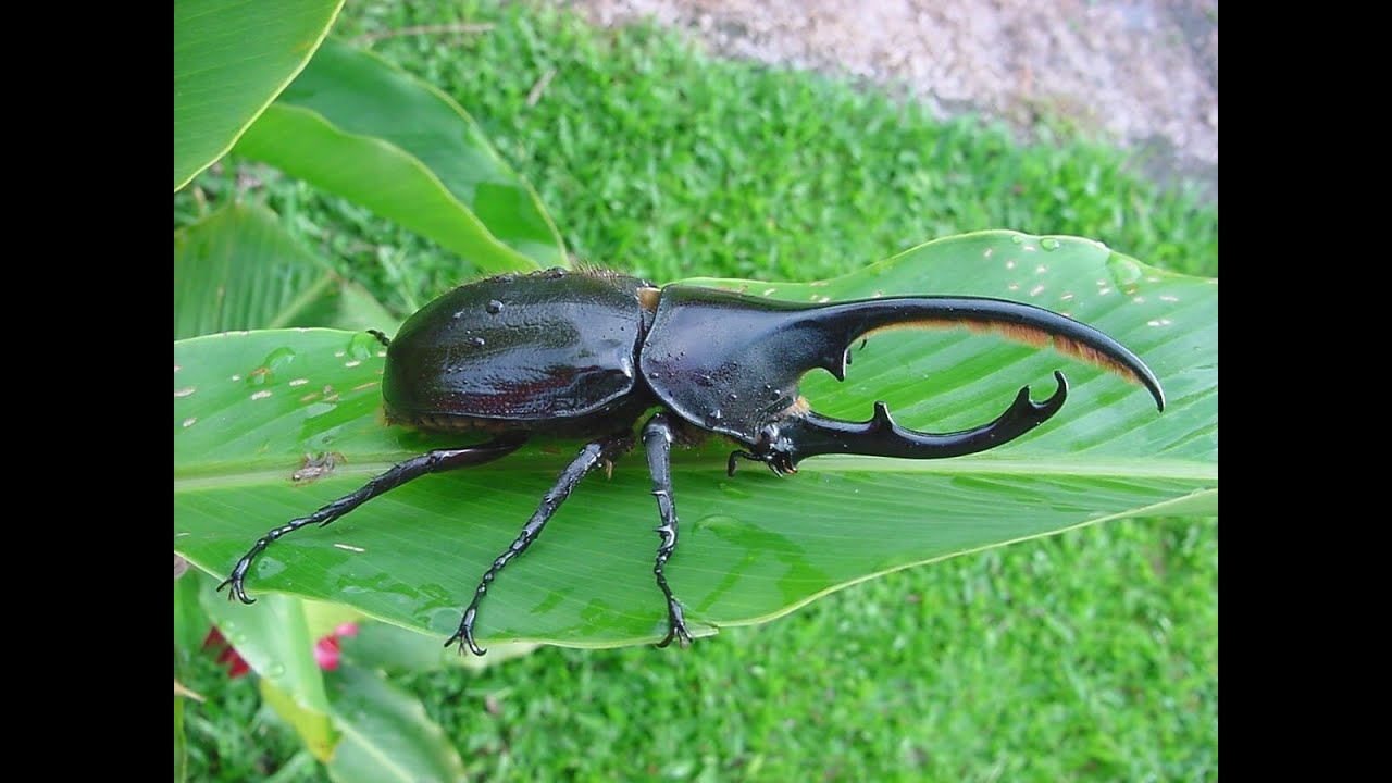 Mighty Titans The Hercules Beetle - YouTube