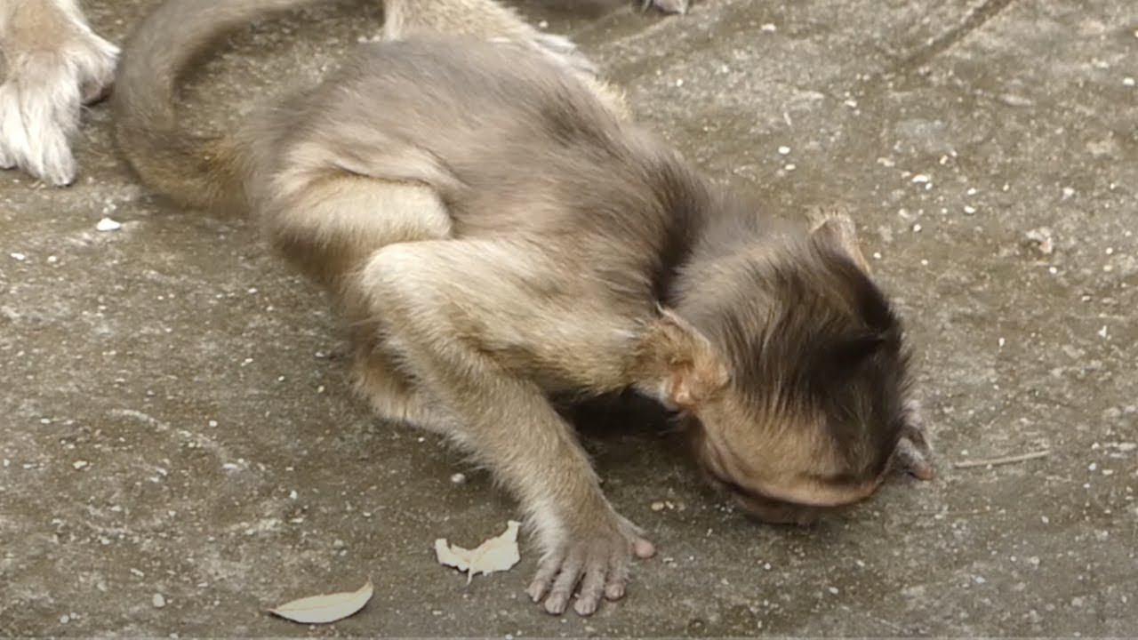 Pitiful baby monkey very hungry tries hard to eat food on the ground ...