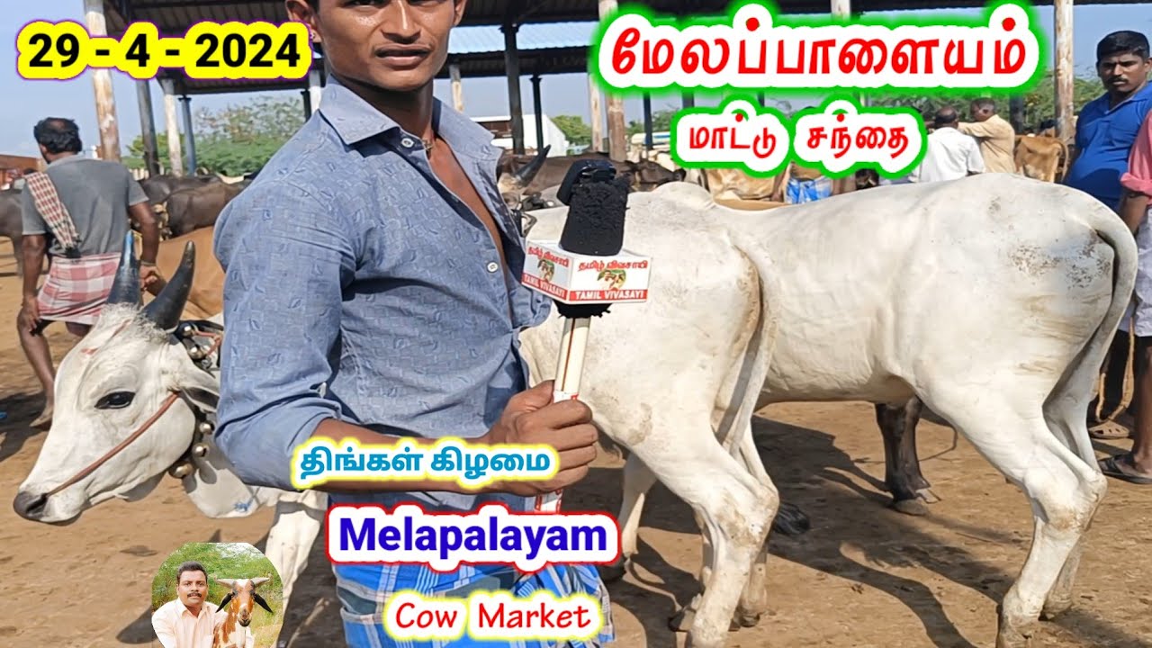 29 - 4 - 2024 / மேலப்பாளையம் மாட்டு சந்தை / திங்கள் கிழமை / Melapalayam ...