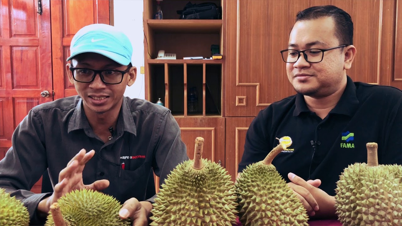 Durian pun ada surat beranak??? Musang King? Black Thorn? - YouTube