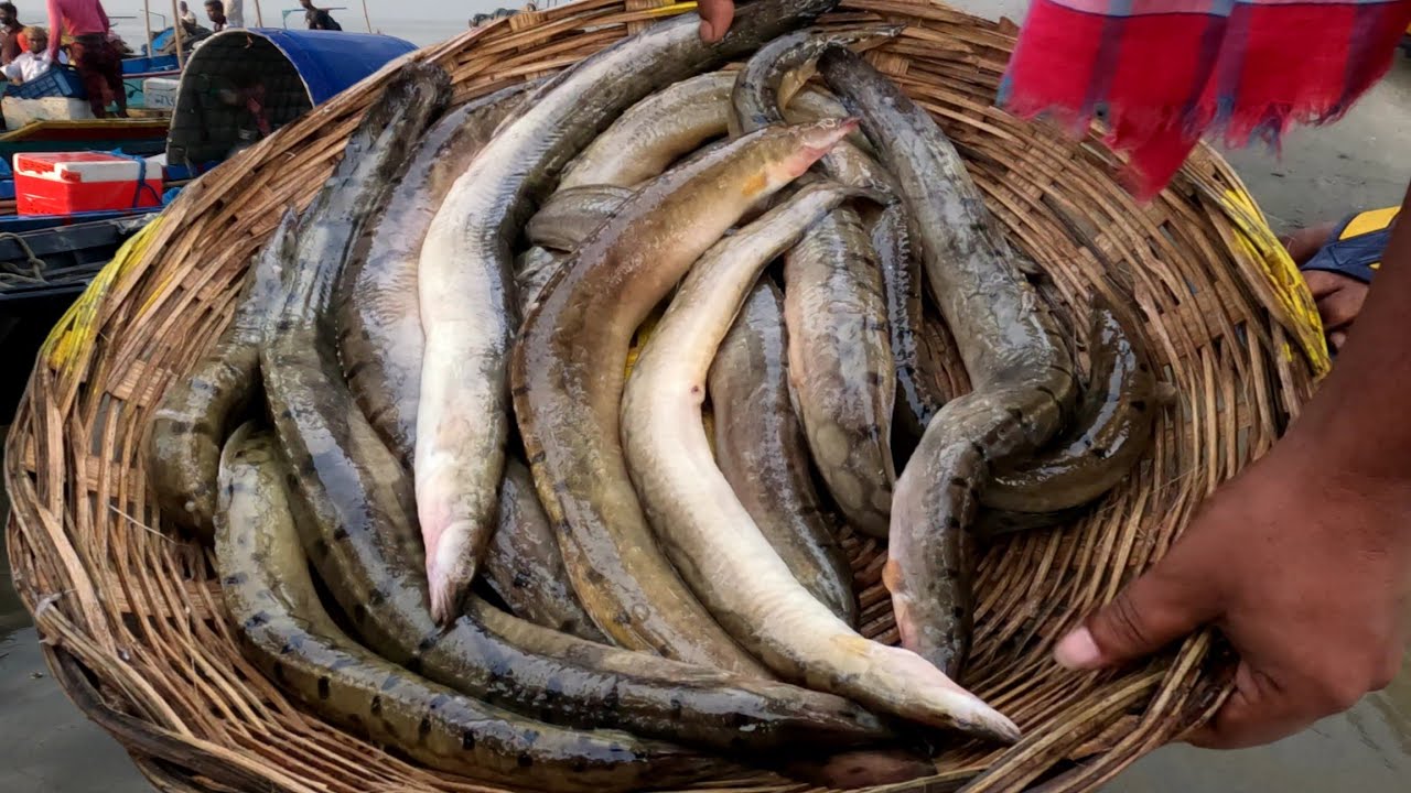 সস্তায় বিক্রি হলো বড় সাইজের বাইম মাছ " চিংড়ি মাছ ও বোয়াল মাছের ...