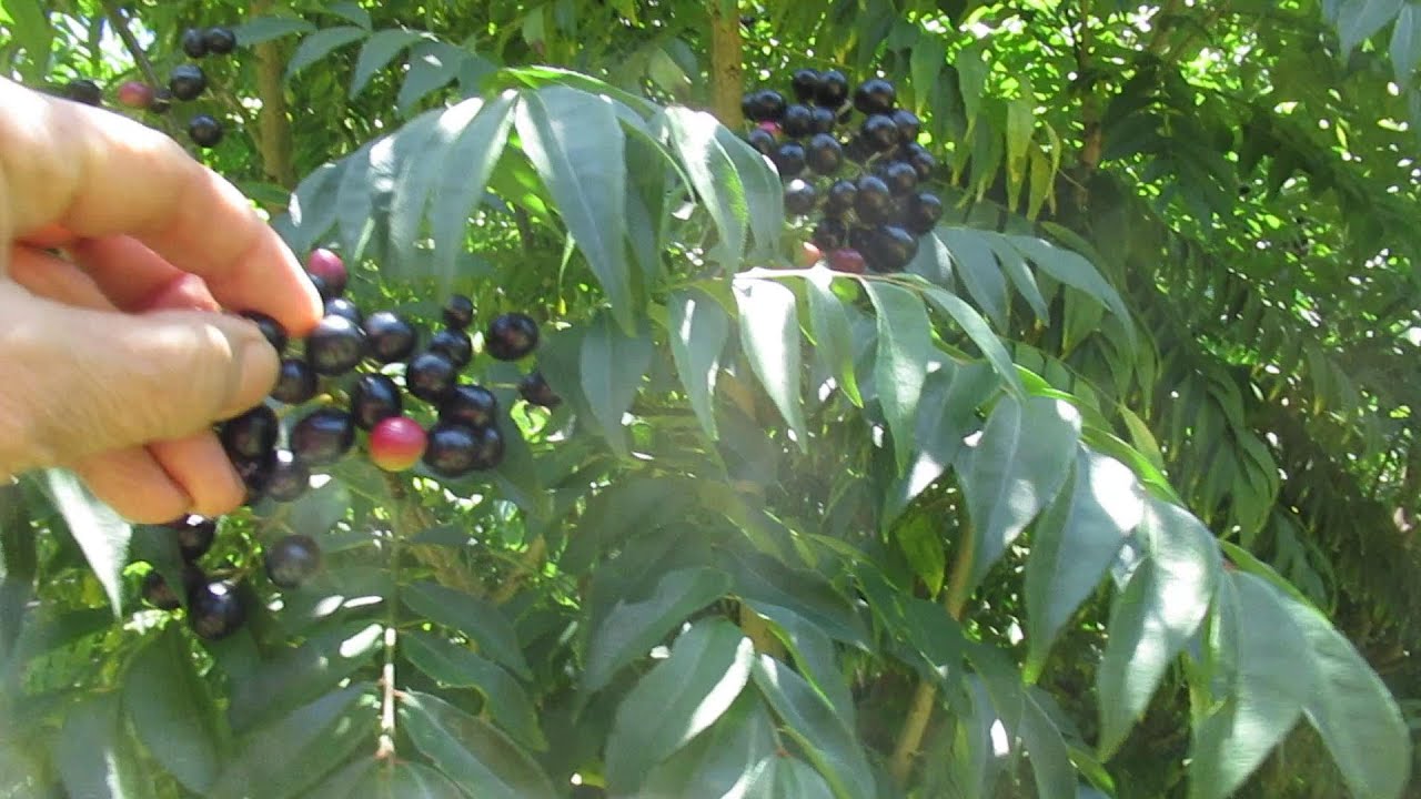 How to grow Curry leaves and edible berries on a curry tree - YouTube