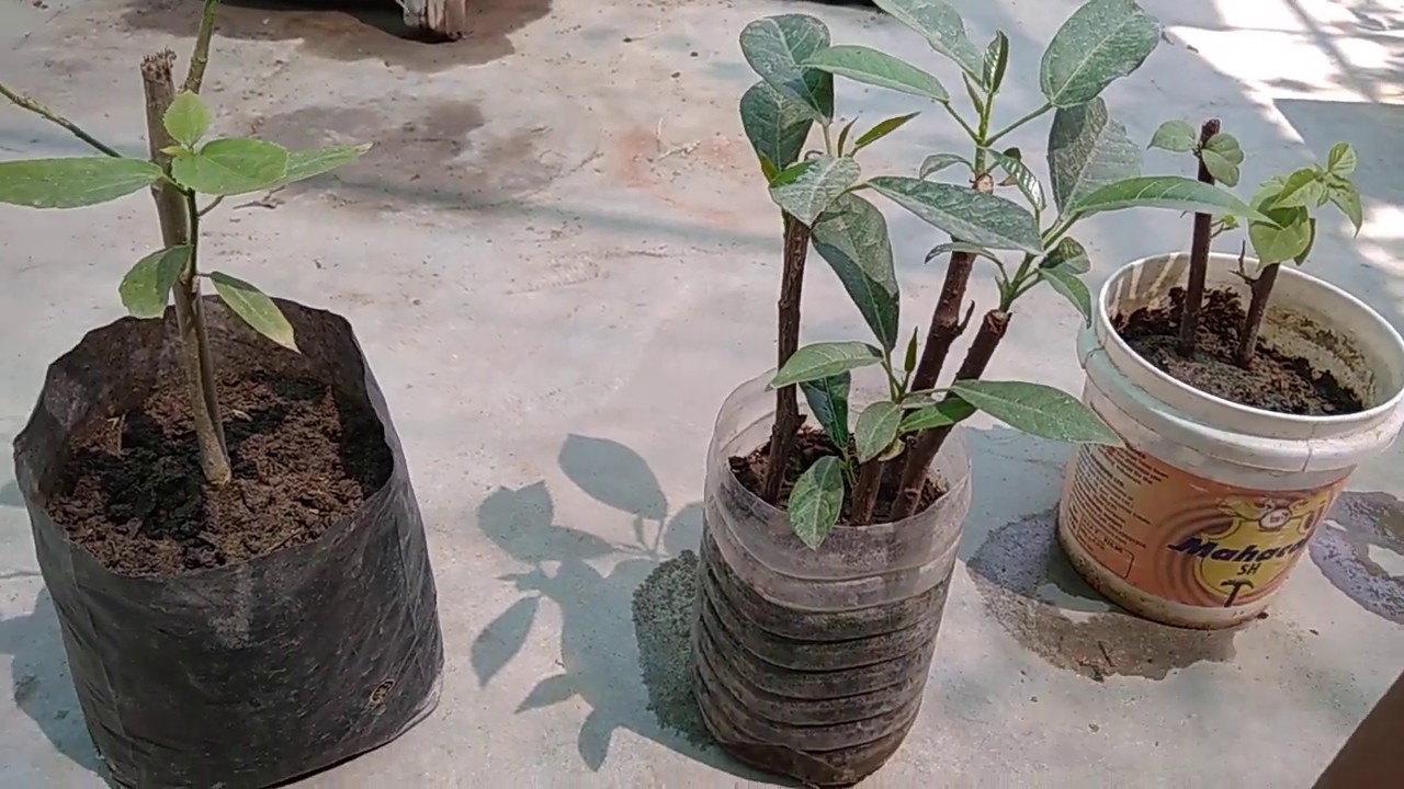 Chadni Flower | Growing Flower by Cutting - YouTube
