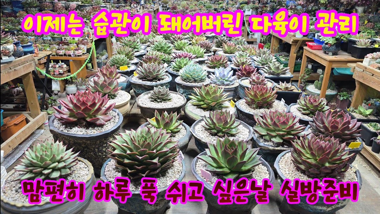 오짜승부사님 다육이 털어왔어요 야밤에 주저리 주저리 두서없이 떠들며 다육이 구경 판매는 금요일 저녁 7시30분 이삐다육에서 합니다 묵둥이 창 다육이 귀둥이 특이종