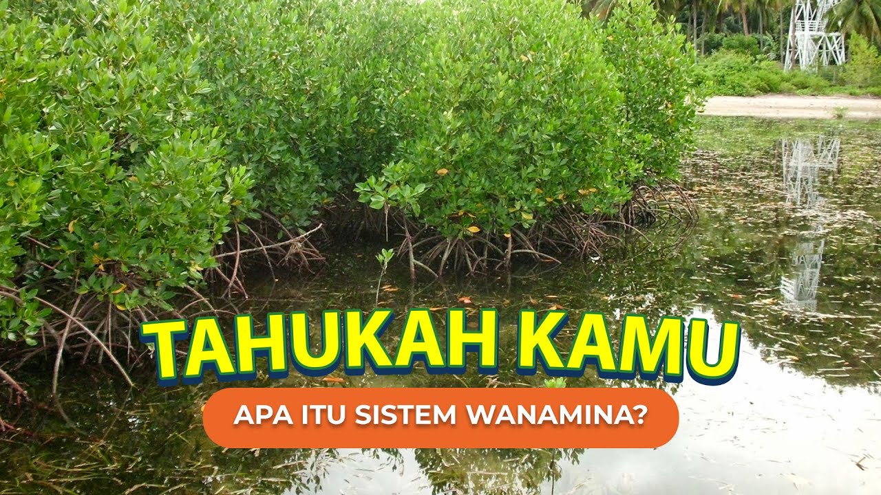 Mengenal Sistem Wanamina atau Silvofishery, Kolaborasi Budidaya ...