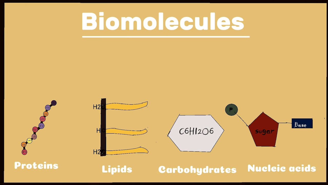 Biomolecules / Macromolecules - The Biochemistry Academy. - YouTube