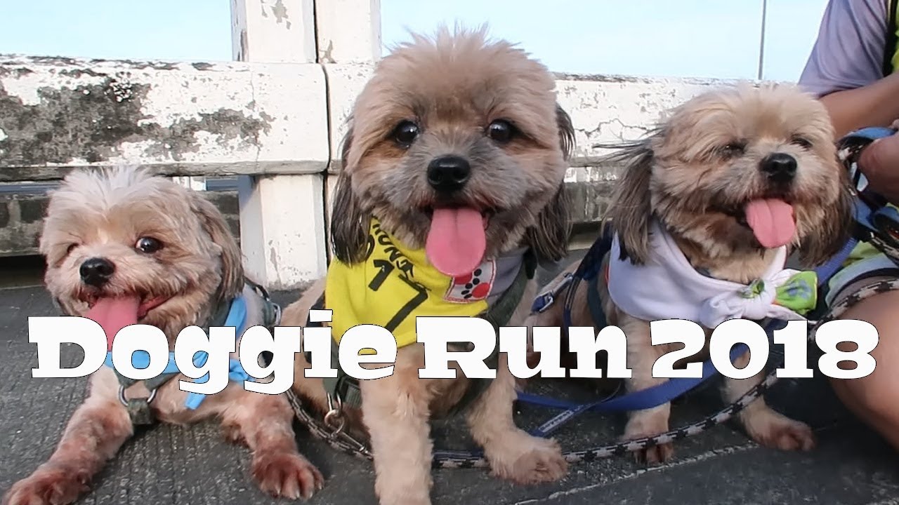 Pet Express Doggie Run 2018 | Run For A Cause - YouTube