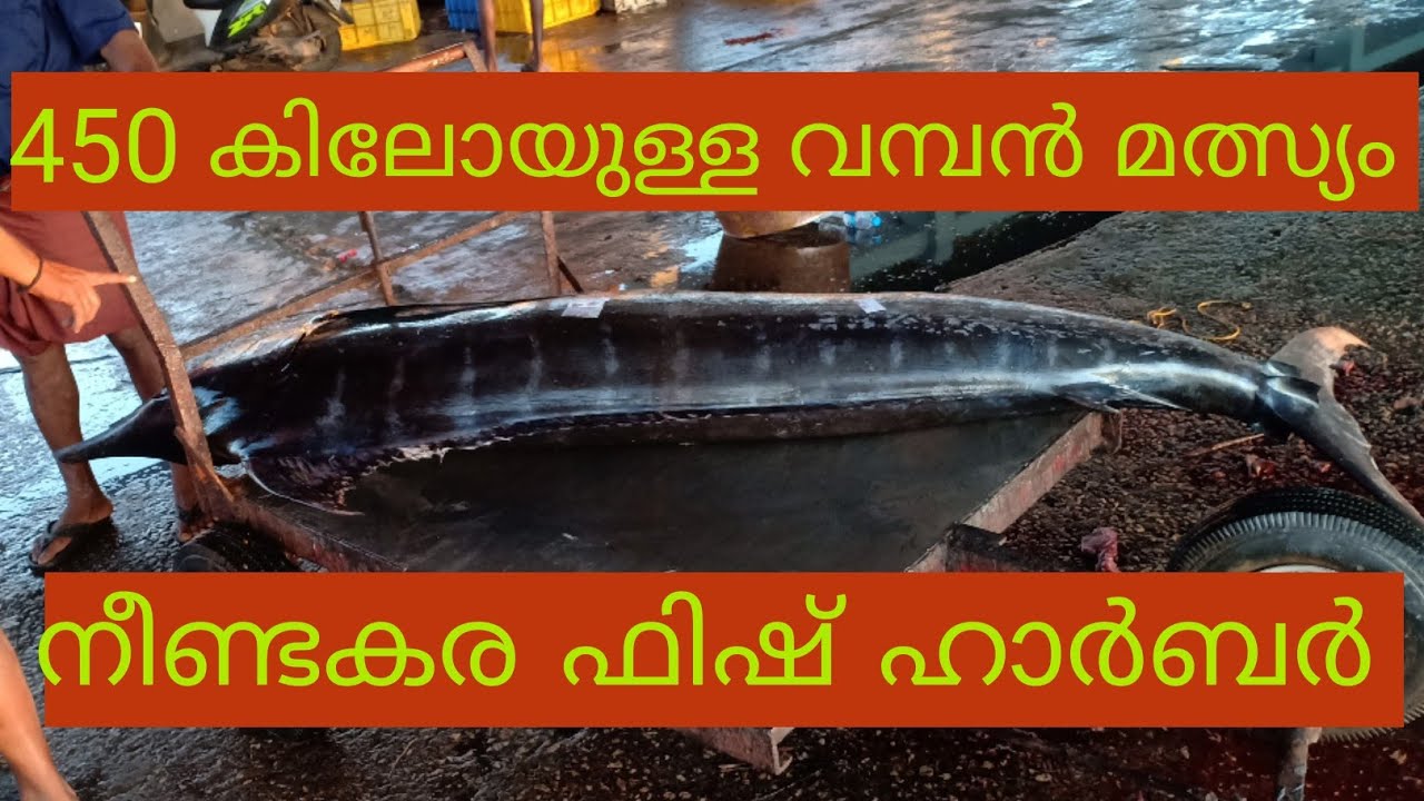 Fish Harbour |Giant fish catching | Neendakara Fishing Harbour - YouTube