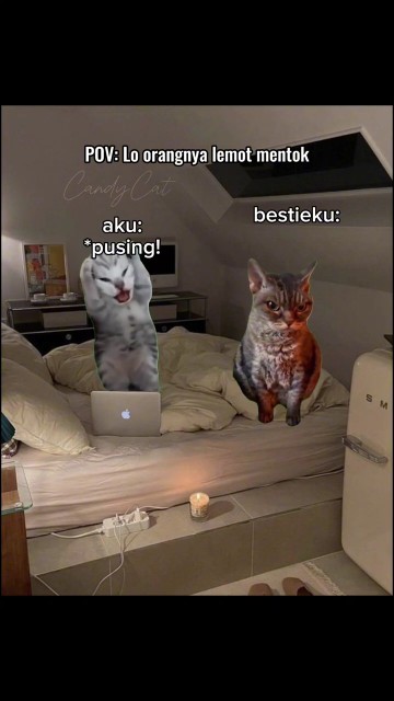 Emang hodob aja inimah😭 #meme #cat #catmeme #memekucinglucu #kucingmeme ...