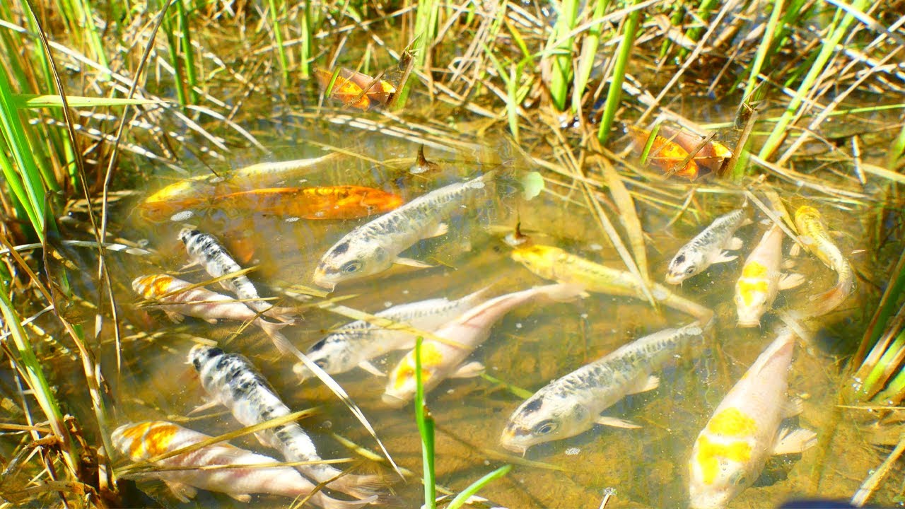 amazing! today catch beautiful fish a lots in rice field catch japan ...