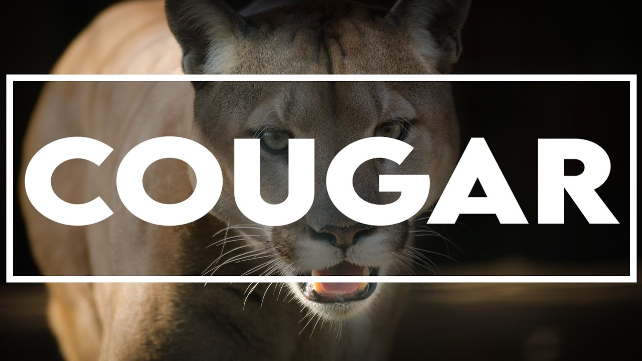COUGAR SOUND EFFECTS - SFX LIBRARY - NO COPYRIGHT MUSIC - YouTube