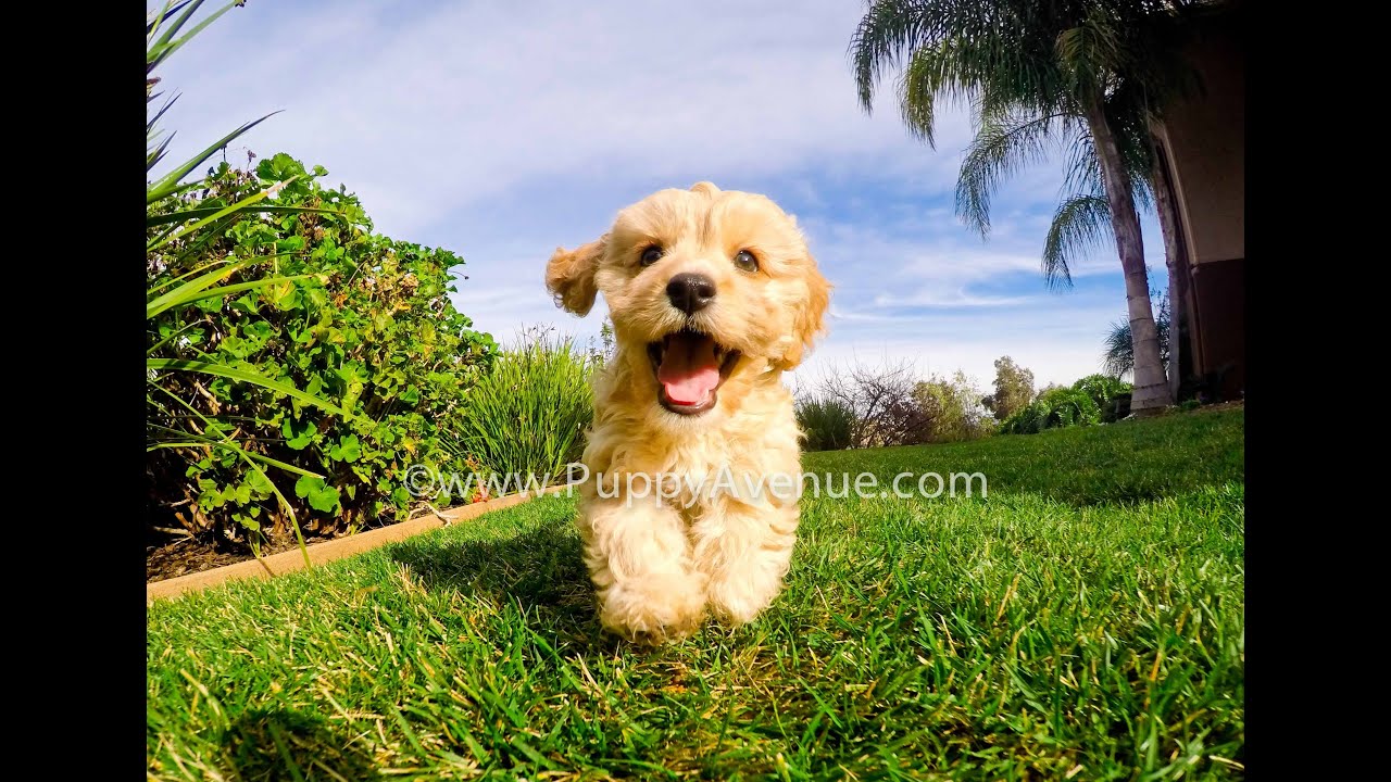 Brigg the CavaPoo hybrid Male Puppy For Sale - YouTube