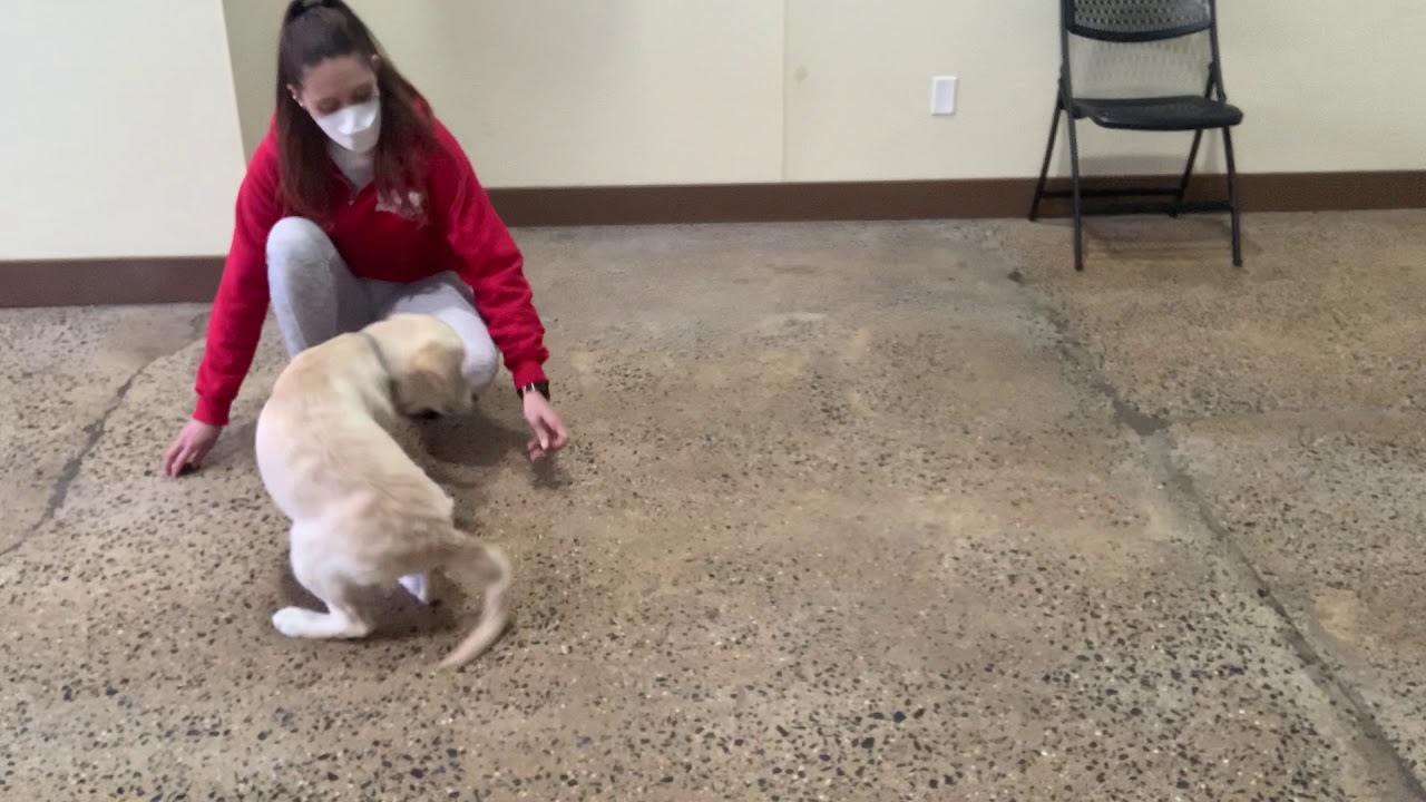 Maria The Dog Trainer & Roman 12/2/2020 - YouTube
